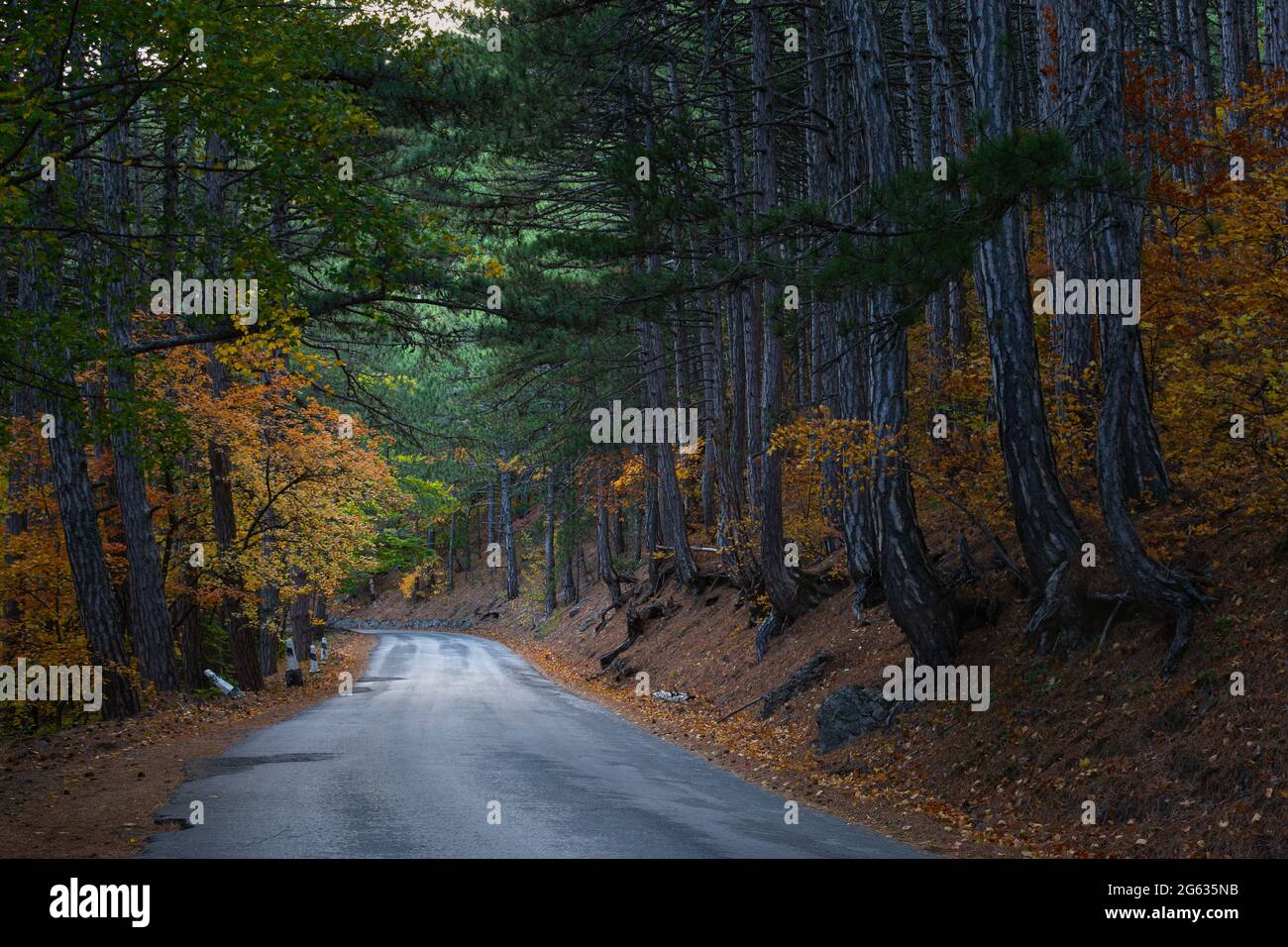 Autumn forest road. An empty, lonely landscape. Asphalt road serpentine ...