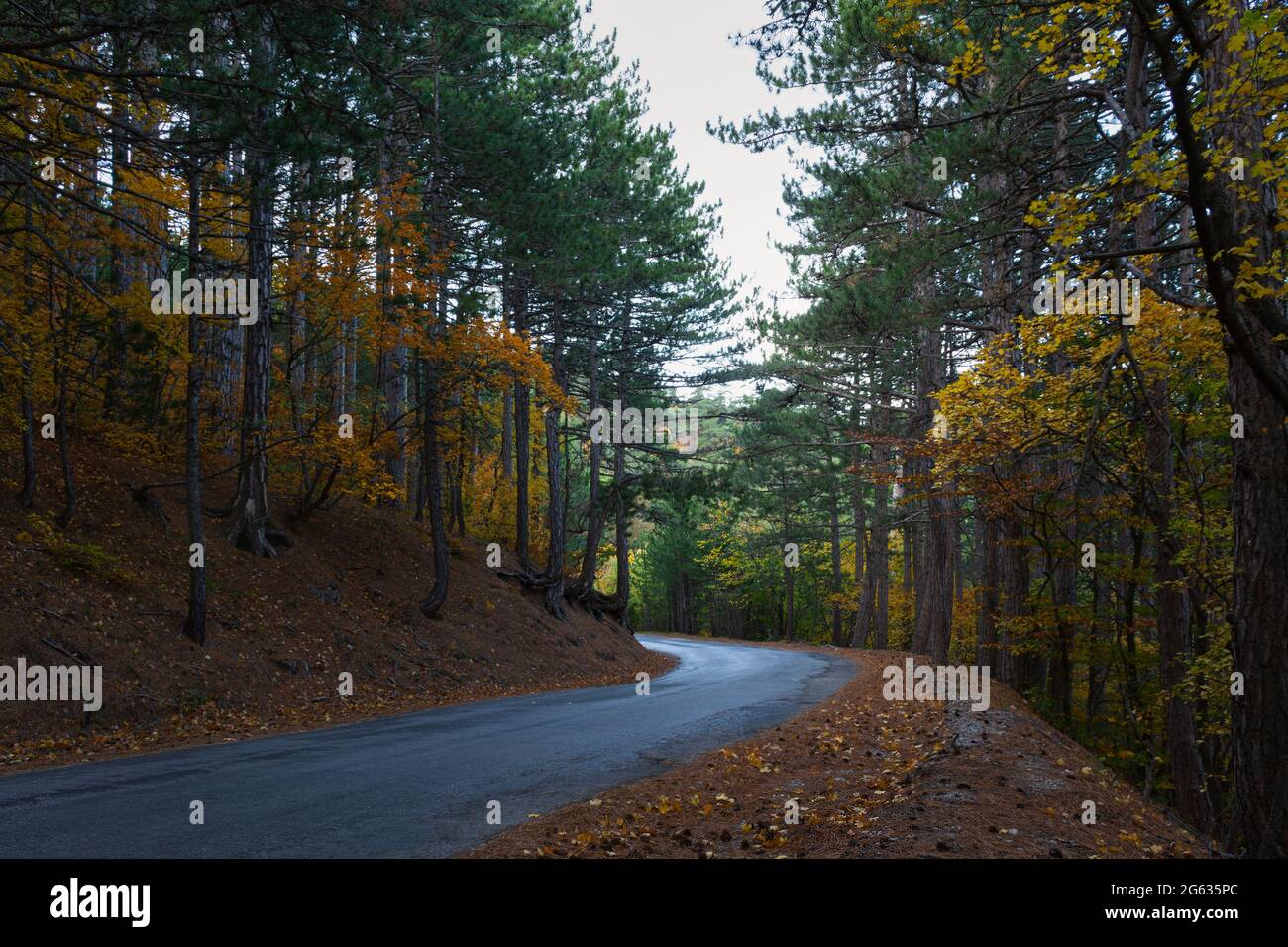 Autumn forest road. An empty, lonely landscape. Asphalt road serpentine ...