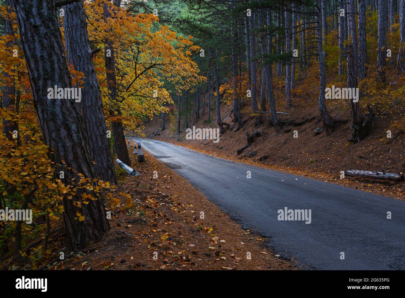 Autumn forest road. An empty, lonely landscape. Asphalt road serpentine ...