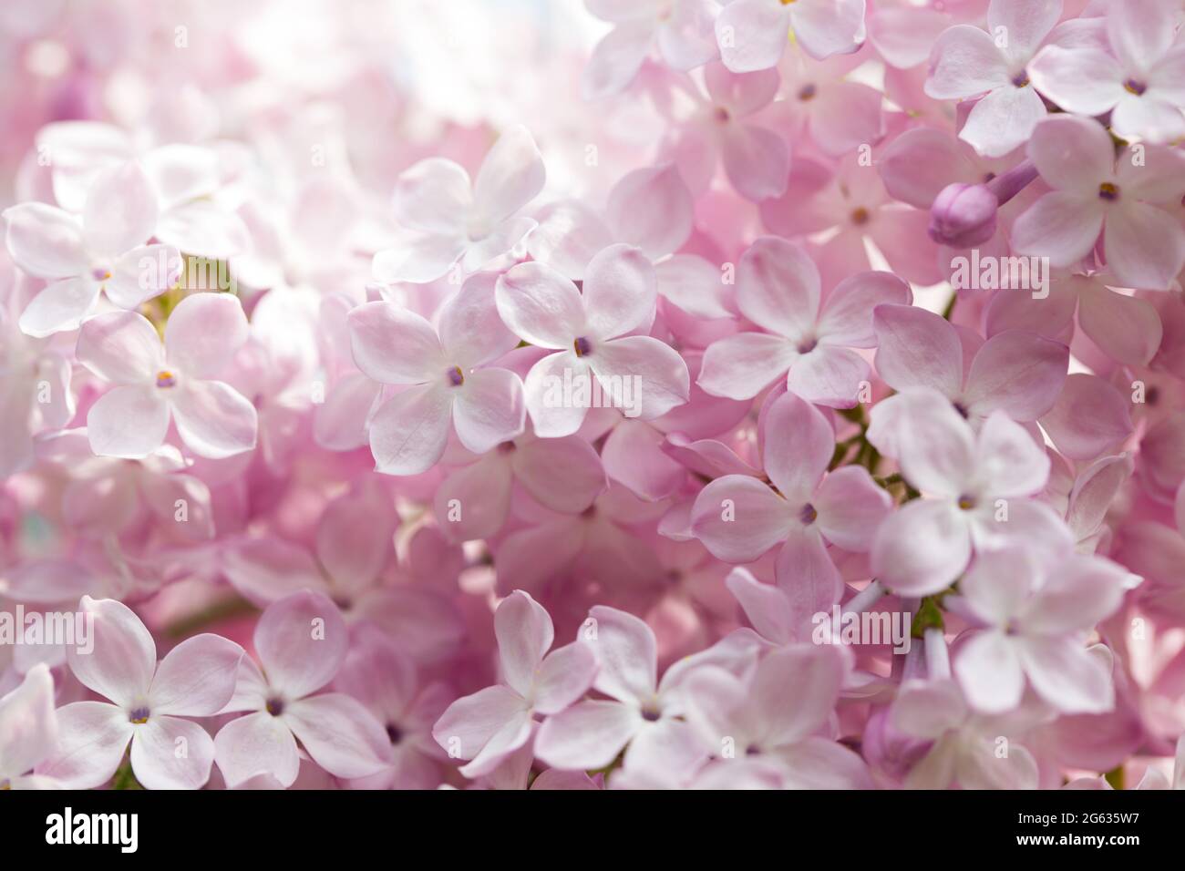 persian lilac flowers. Beautiful spring background of flowering lilac ...