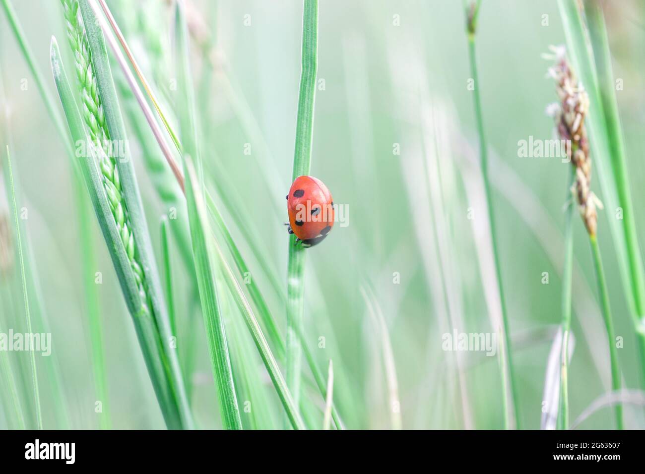 Red ladybug on blade of grass in green field. Coccinella septempunctata ...