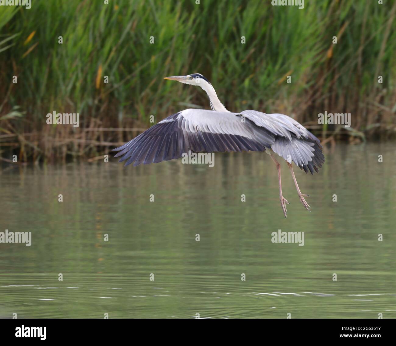 Grey heron takeoff hi-res stock photography and images - Alamy