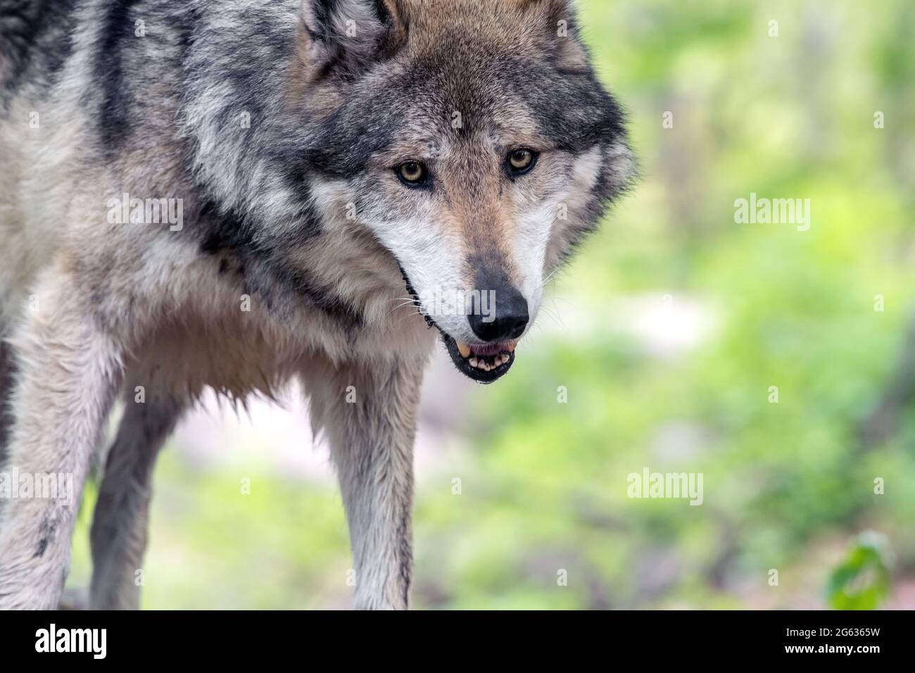 Mexican Gray Wolf (Canis lupus baileyi Stock Photo - Alamy