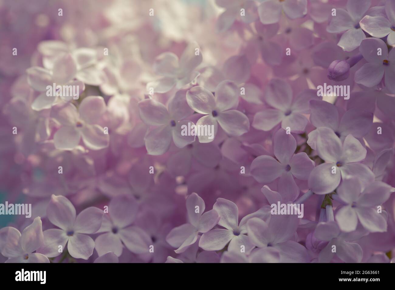 persian lilac flowers. Beautiful spring background of flowering lilac ...