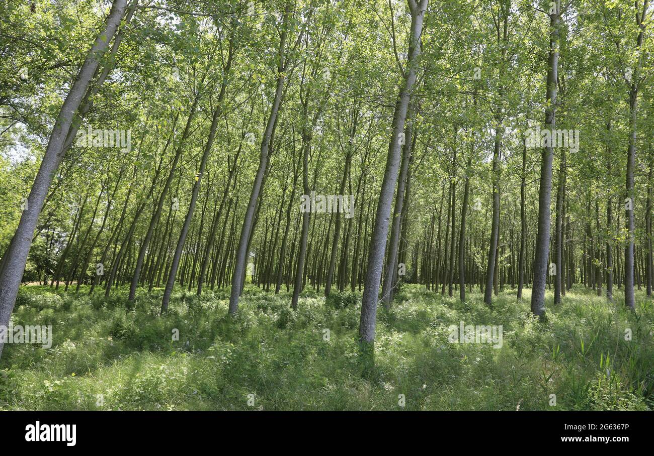Poplars biofuel hi-res stock photography and images - Alamy