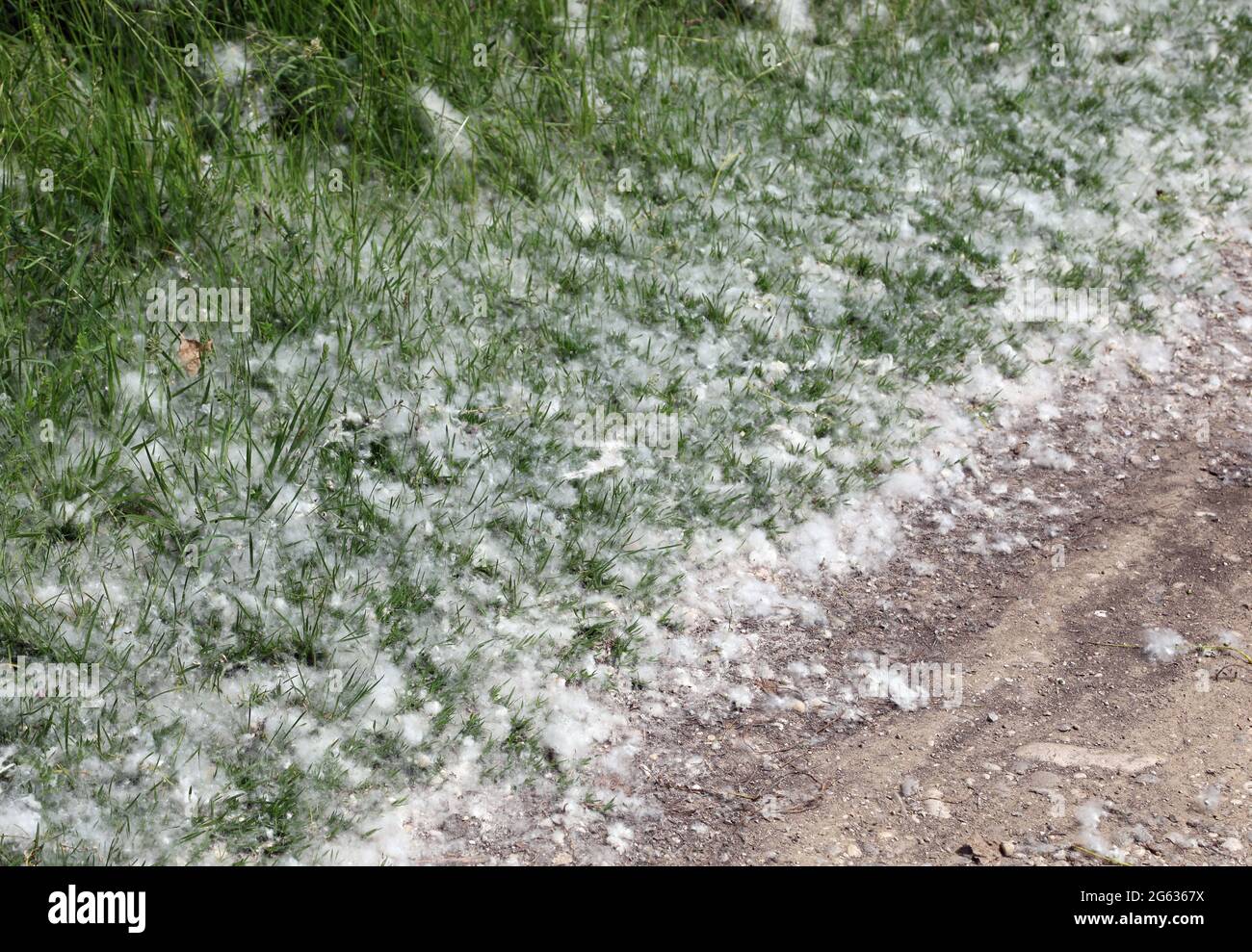 That look like cotton hi-res stock photography and images - Alamy