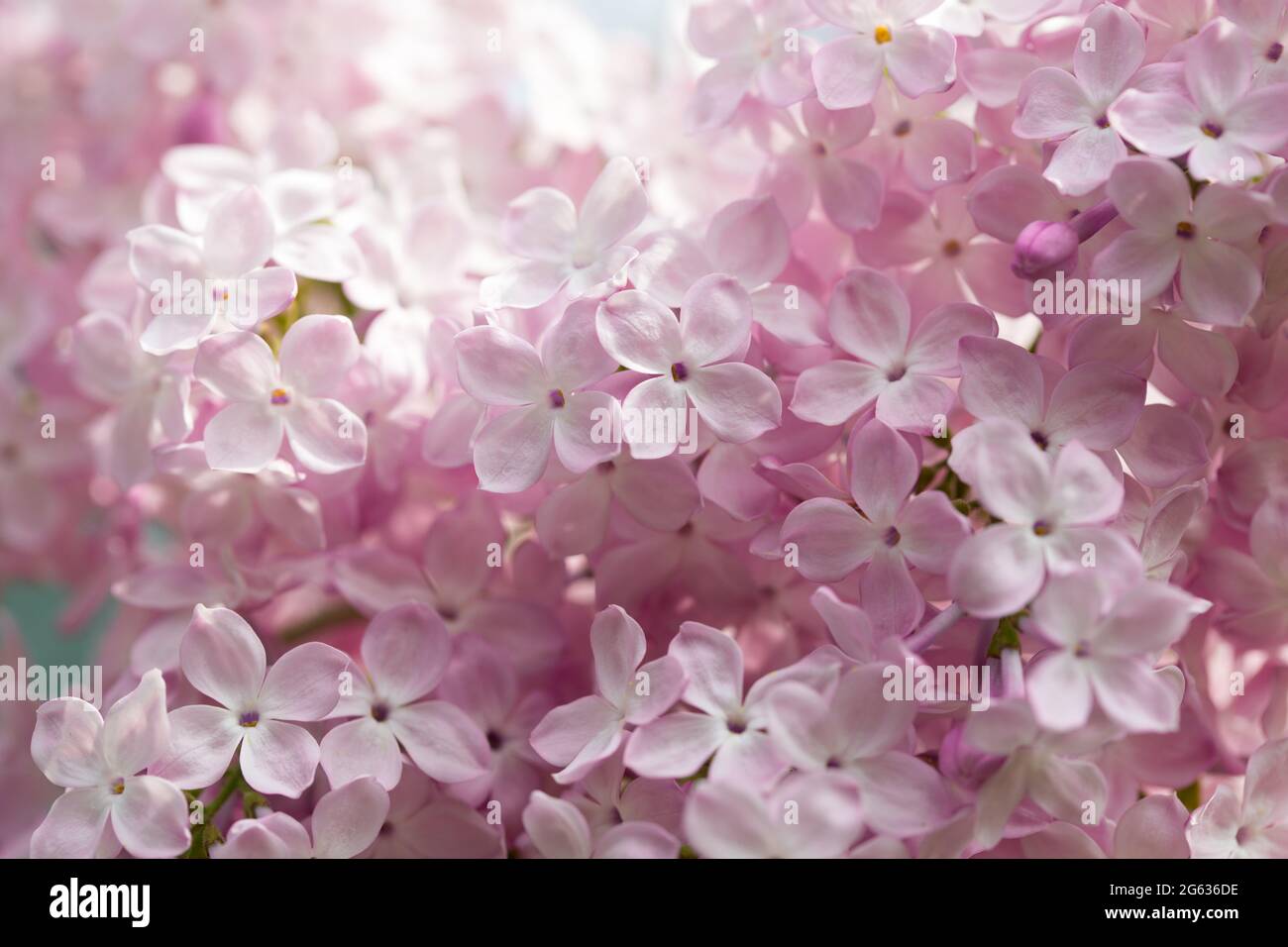 persian lilac flowers. Beautiful spring background of flowering lilac ...