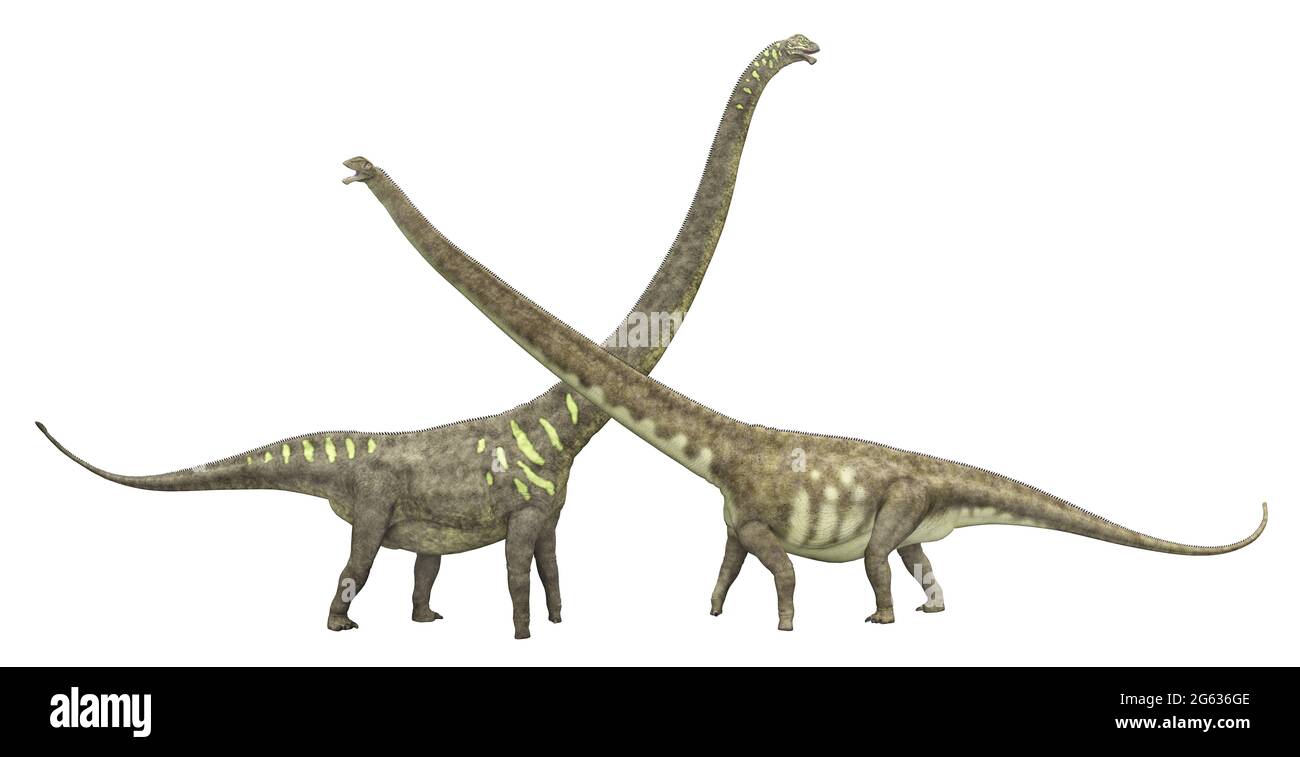 Dinosaur Mamenchisaurus isolated on white background Stock Photo - Alamy
