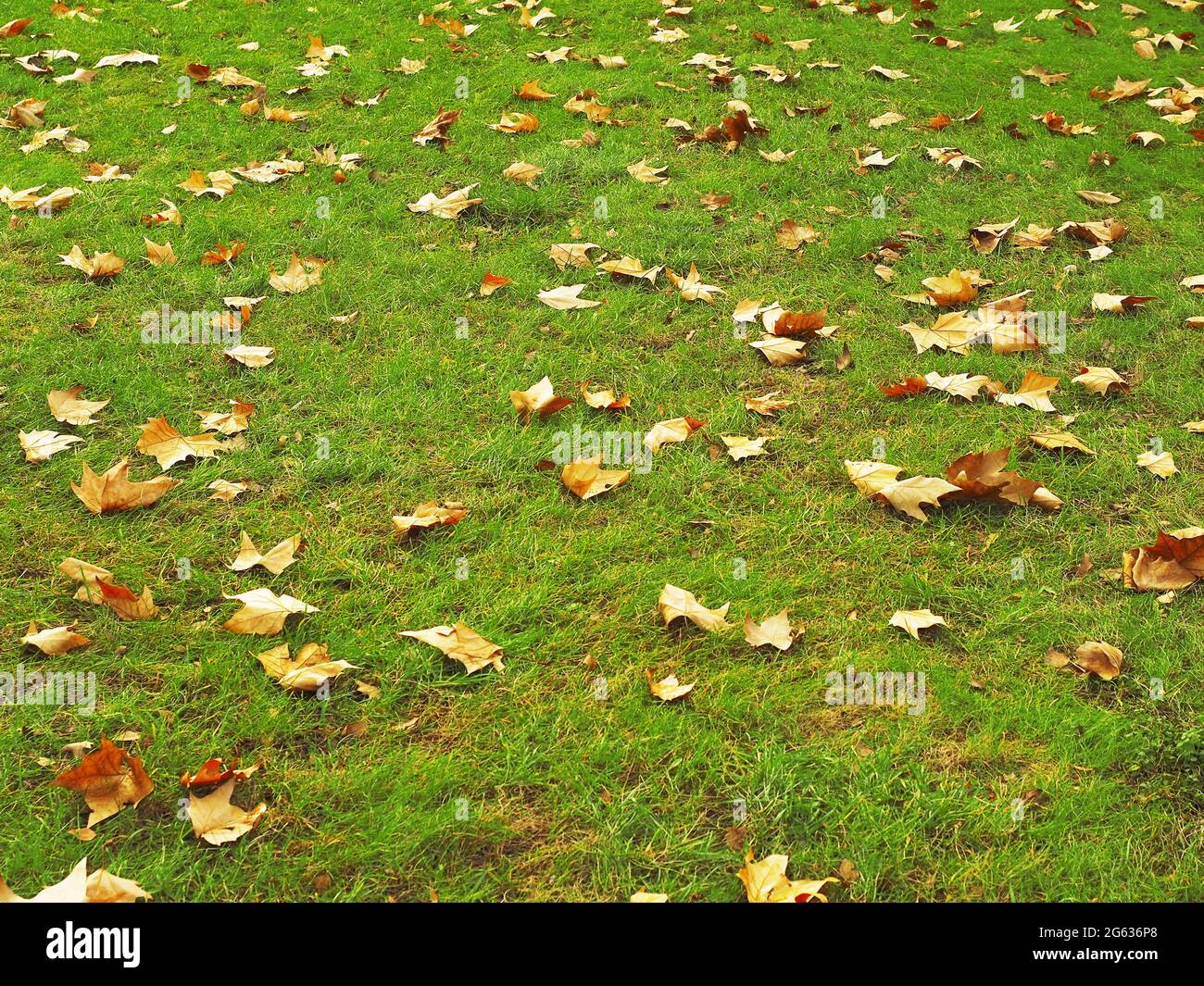 Mowed dry grass texture hi-res stock photography and images - Alamy