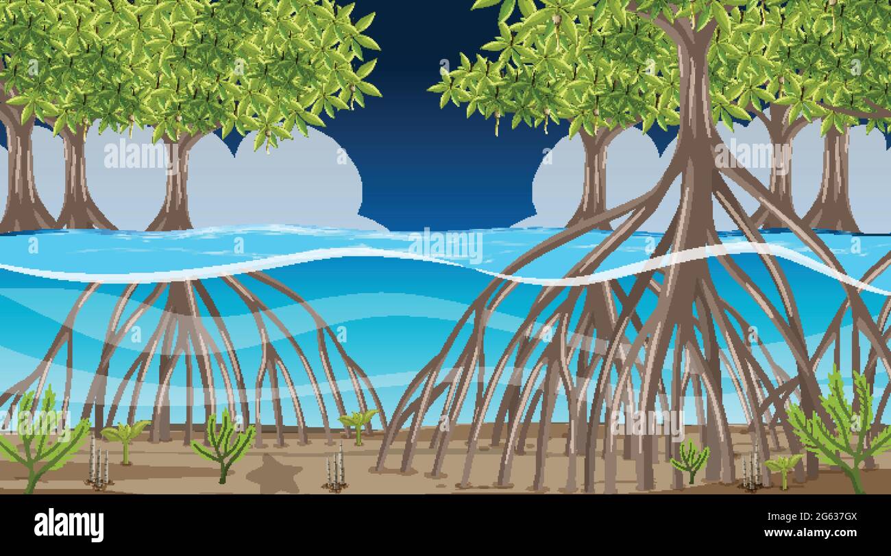 Nature scene with Mangrove forest at night in cartoon style ...