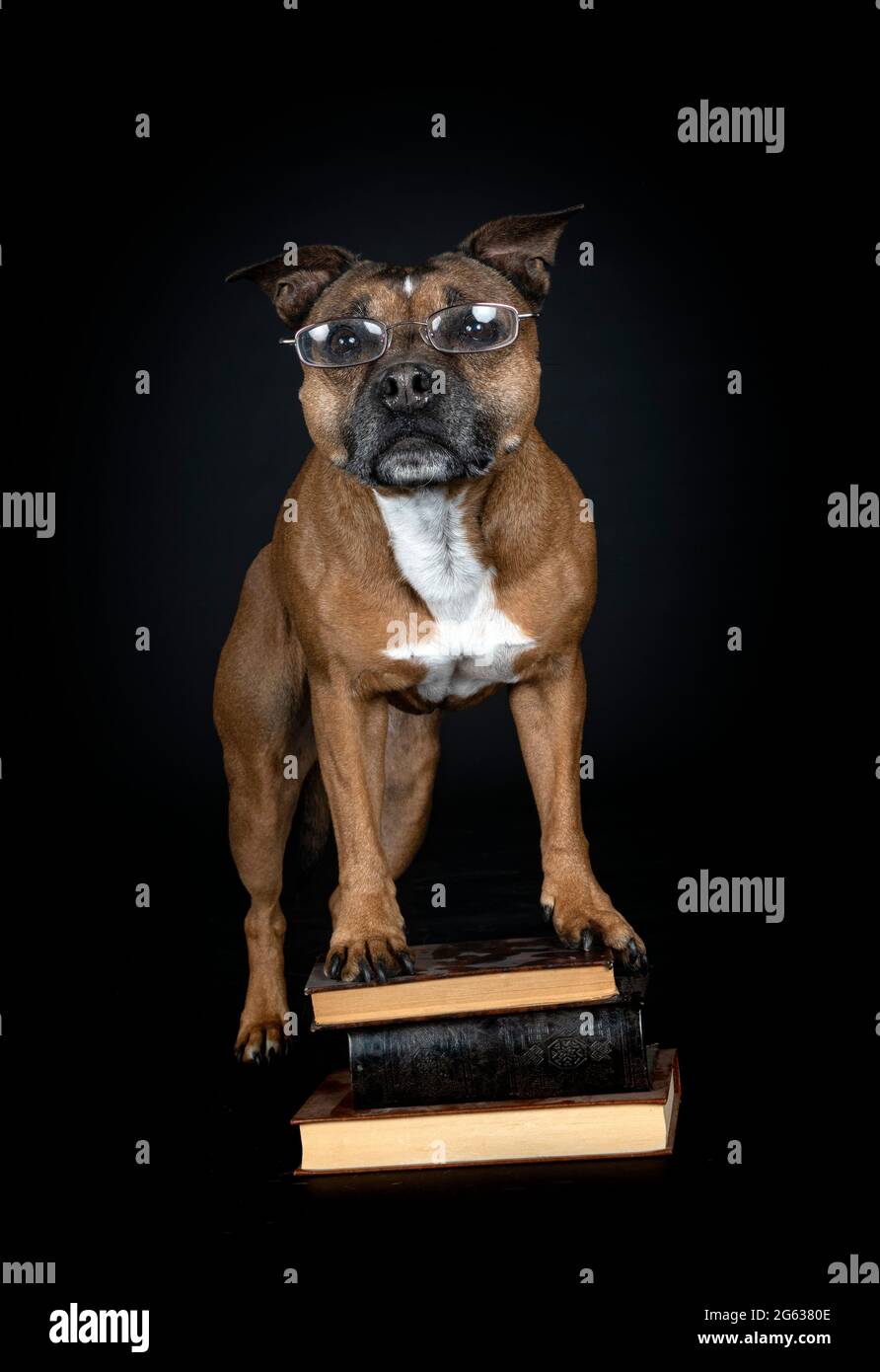 staffordshire bull terrier in front of black background Stock Photo - Alamy