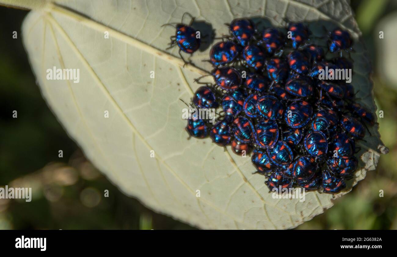Red and blue bugs hi-res stock photography and images - Alamy