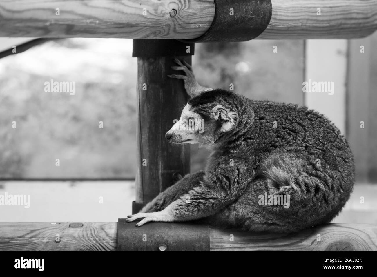 Lemur in captivity on a log Stock Photo - Alamy