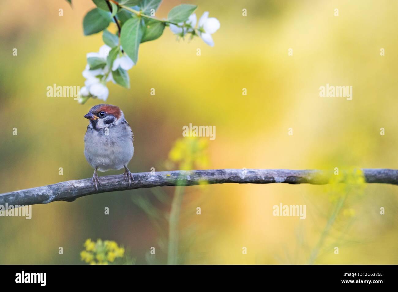 Eurasian tree sparrow close up hi-res stock photography and images - Alamy