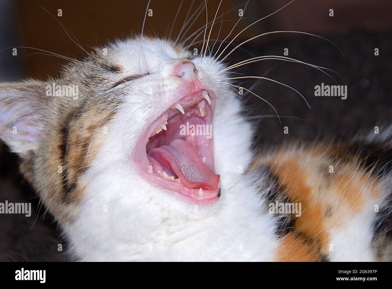 Little cat screams with its mouth open, portrait Stock Photo - Alamy