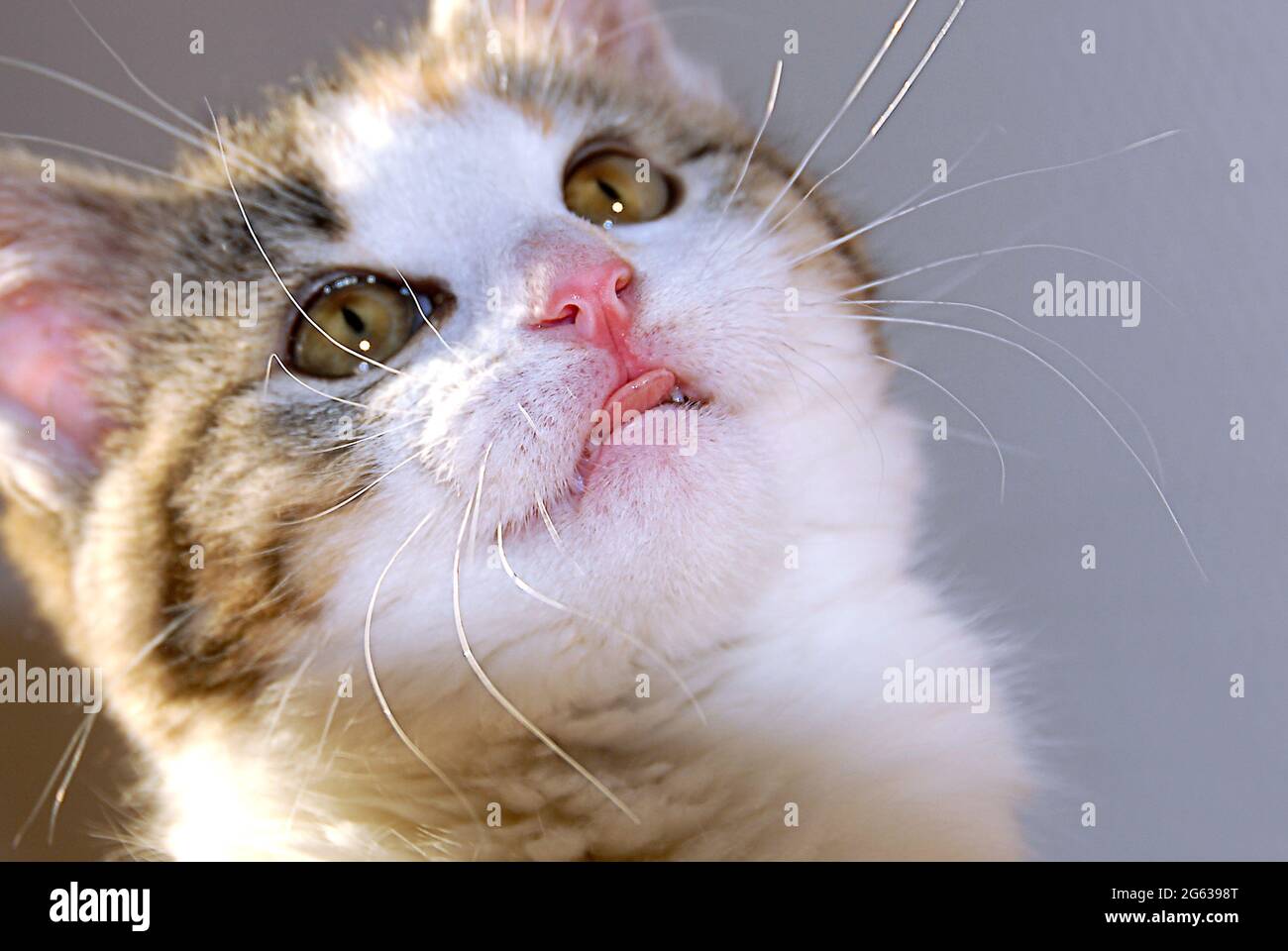 Lovely kitten face. White cat's nose, macro view. Curious animal ...