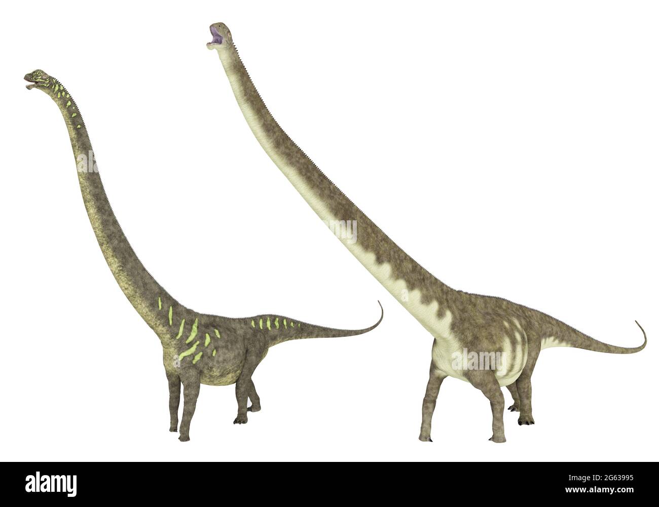 Dinosaur Mamenchisaurus isolated on white background Stock Photo - Alamy