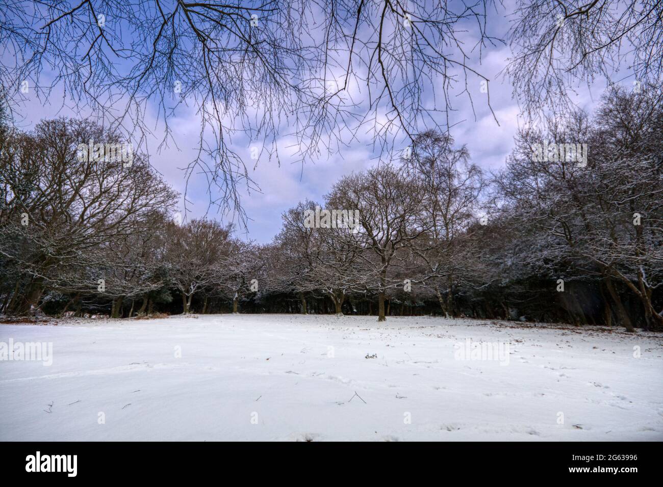 Round Table, The New Forest Stock Photo - Alamy