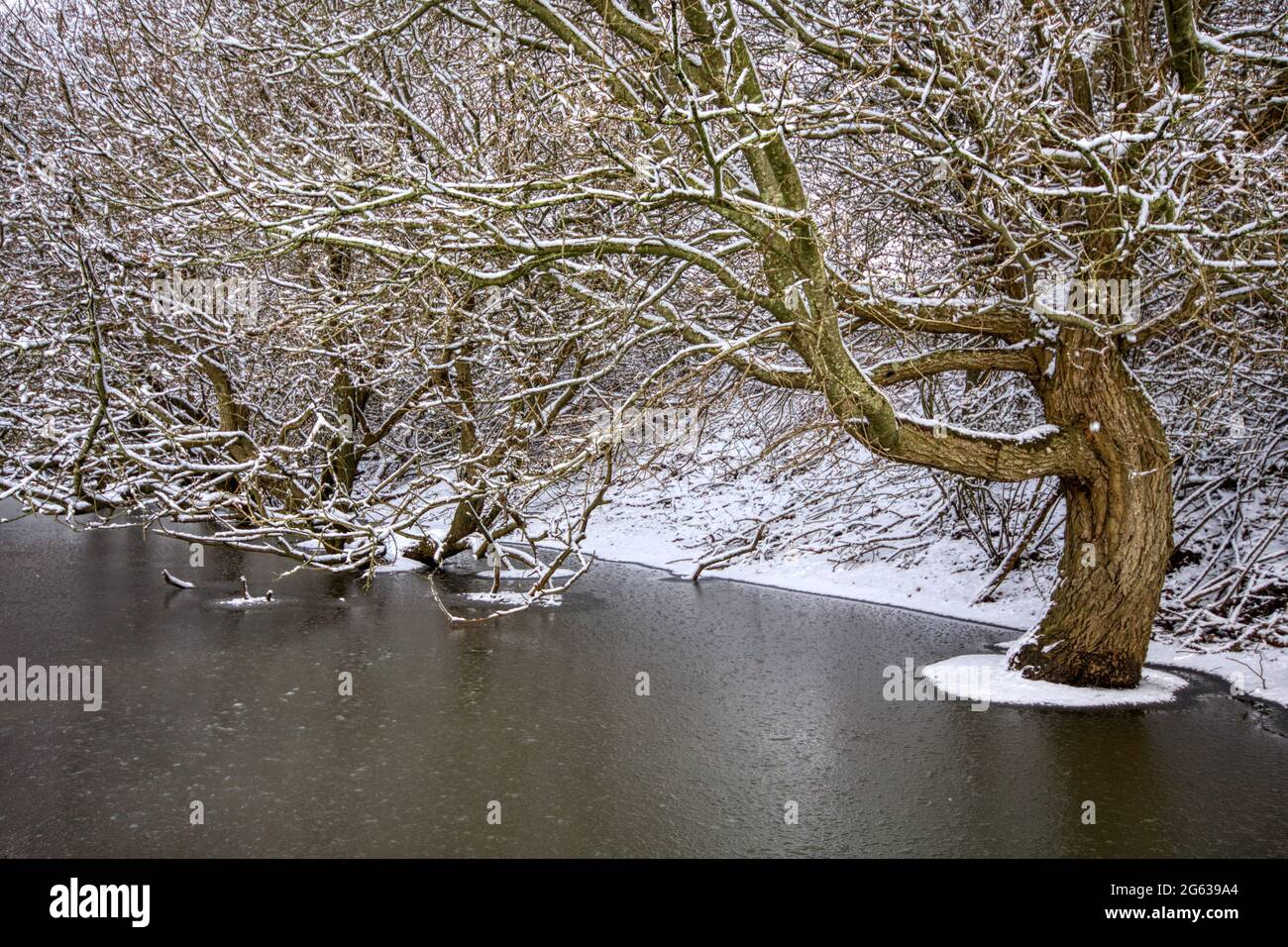 A Frozen Expression, The New Forest Stock Photo - Alamy
