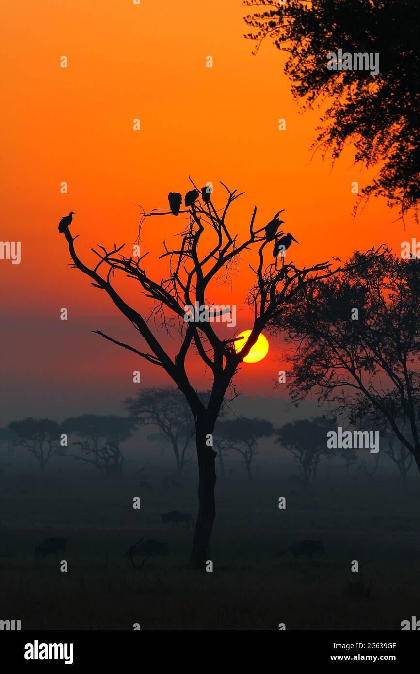 African's winged inhabitants bask in the evening glow atop this tree ...