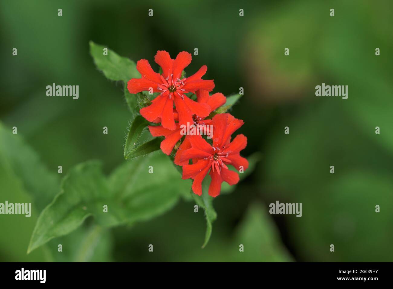 Red wildflower hi-res stock photography and images - Alamy