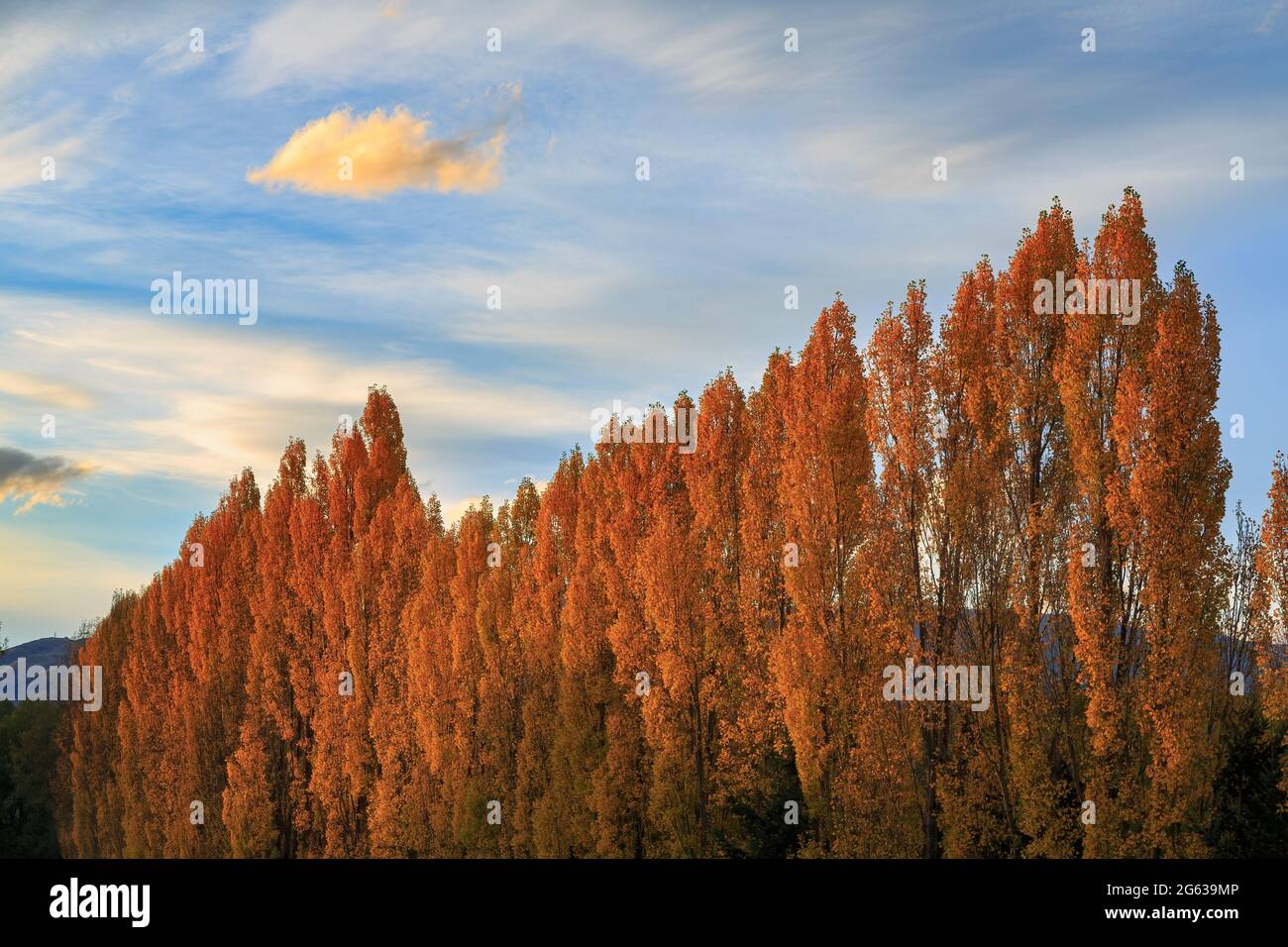 Poplar trees leaves hi-res stock photography and images - Alamy