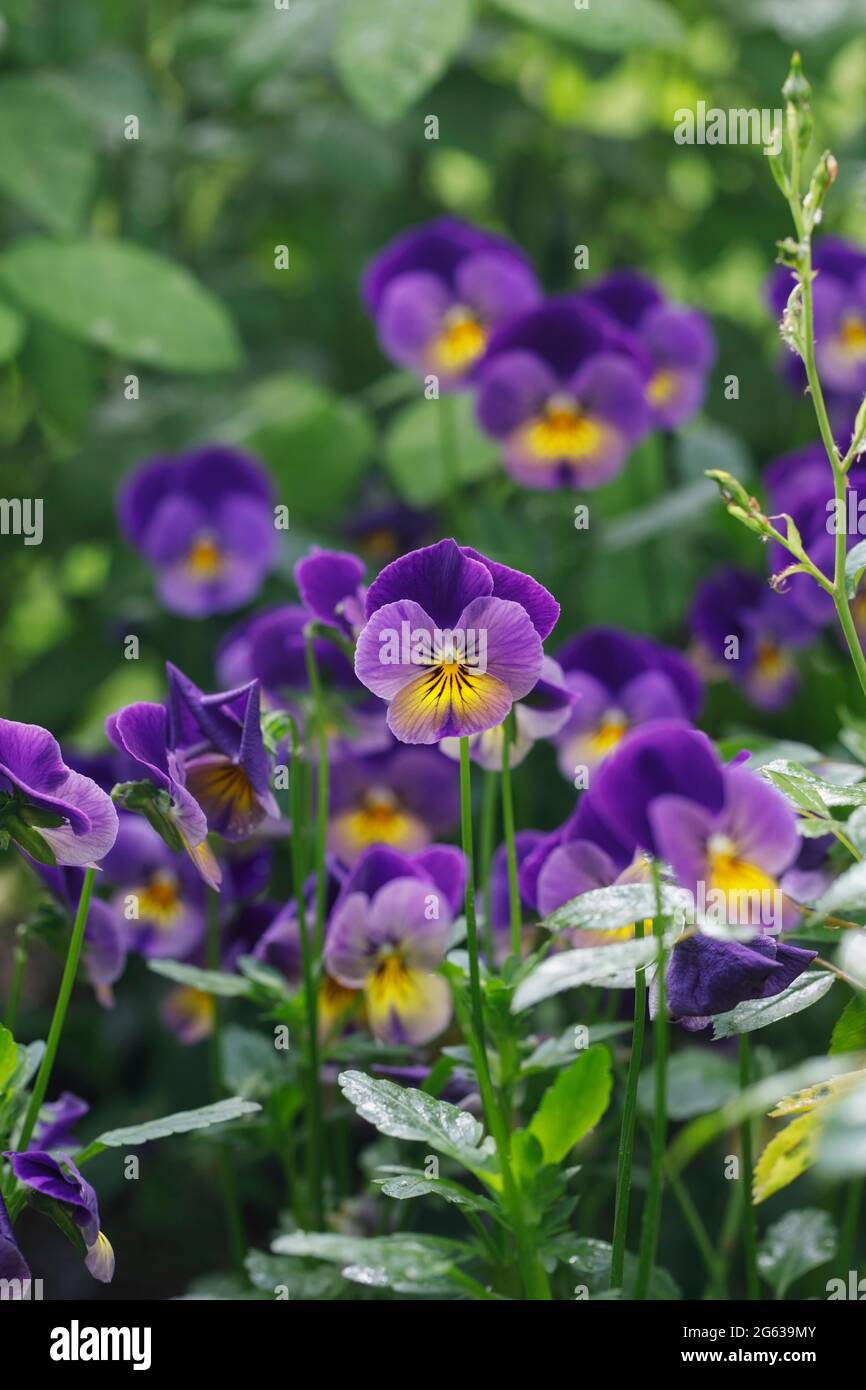 Violas uk garden hi-res stock photography and images - Alamy