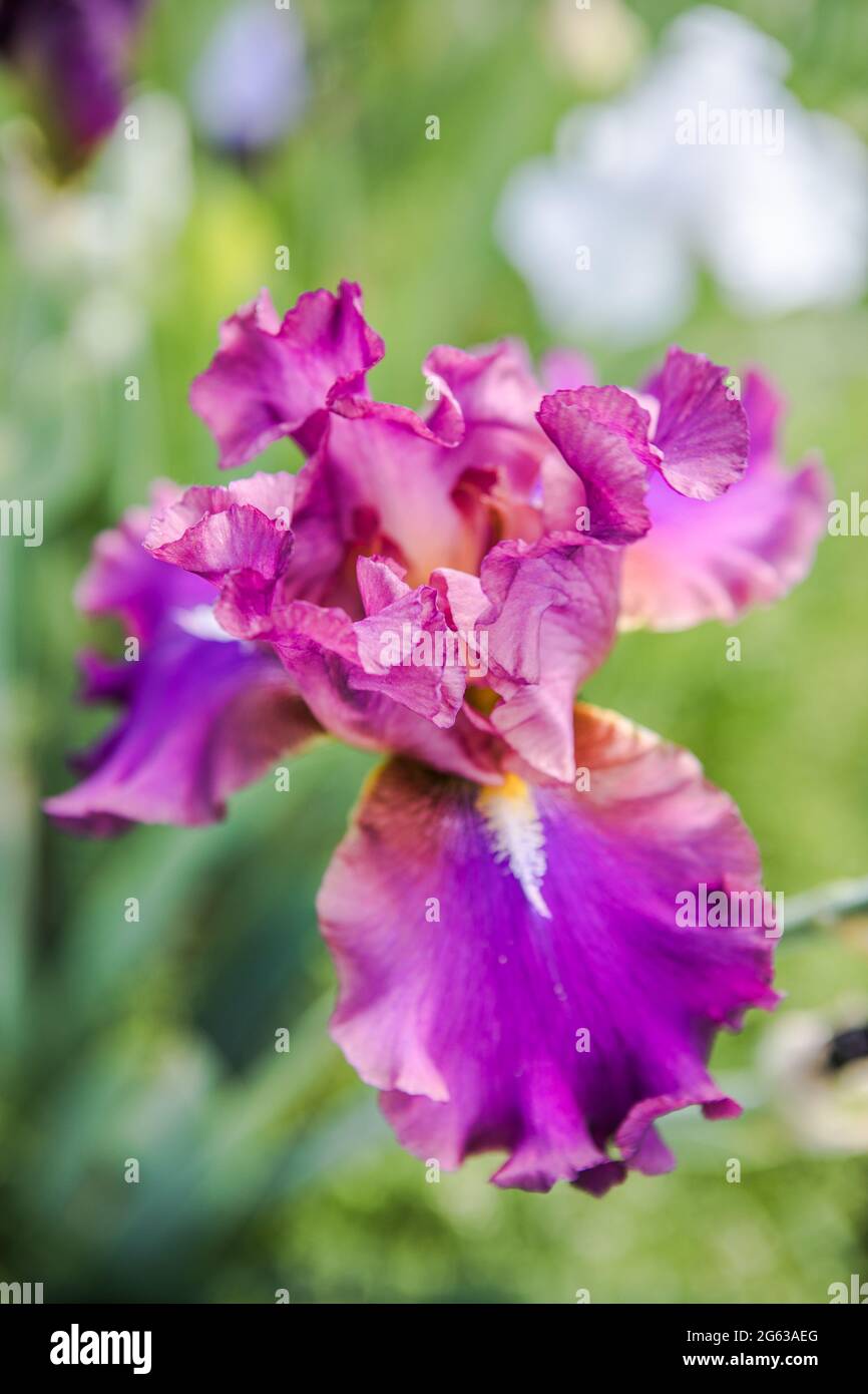Germanica iris close-up in the garden. Atmospheric spring floral ...
