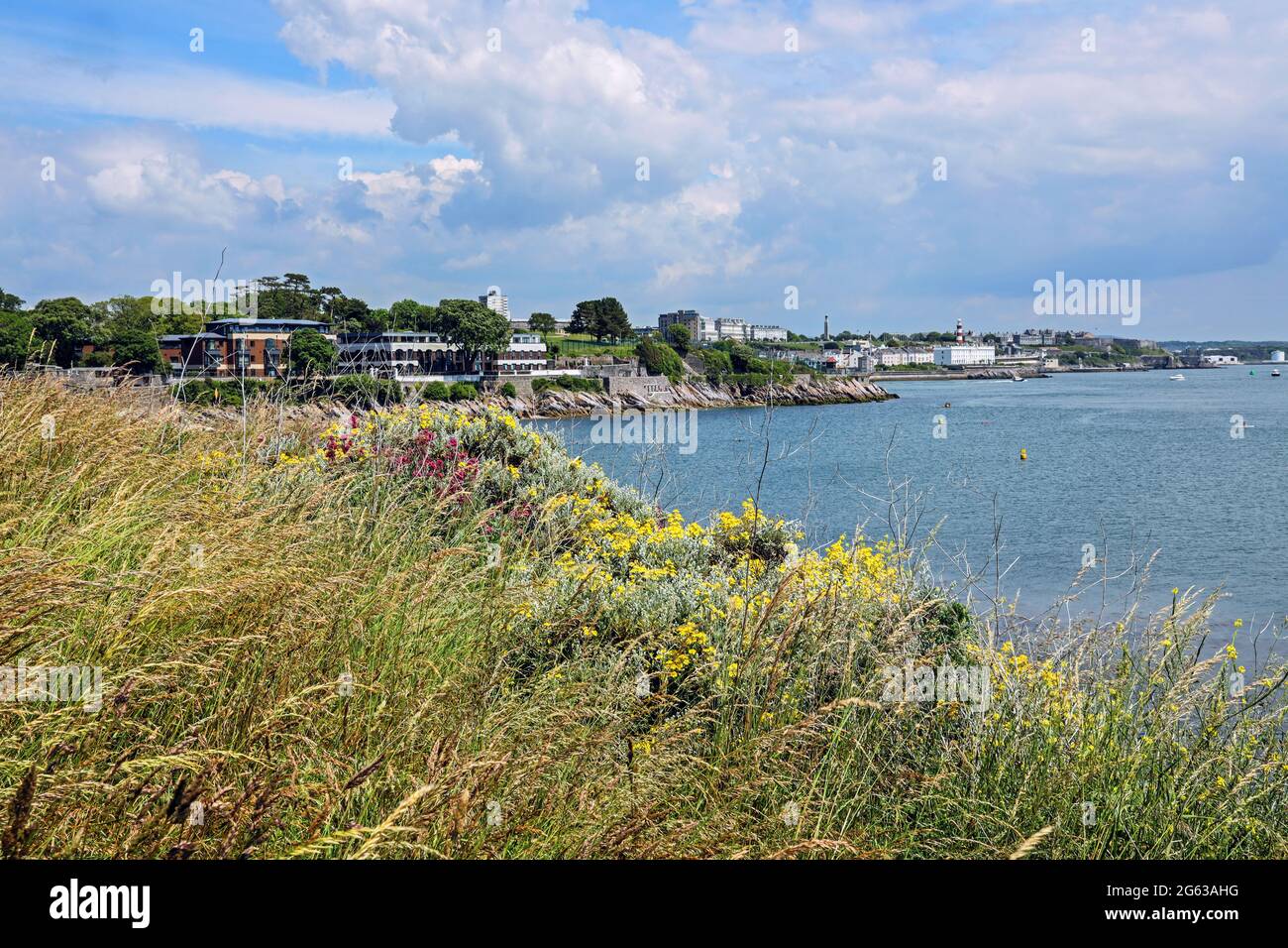 Wild grasses and flora allowed to grow at the clifftops at Western ...