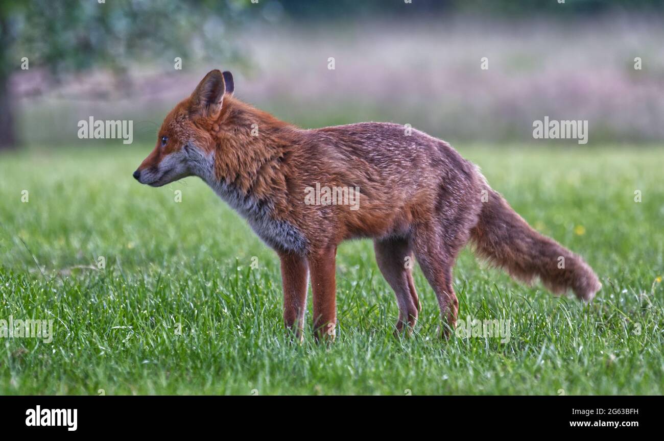 Red fox looking up hi-res stock photography and images - Alamy