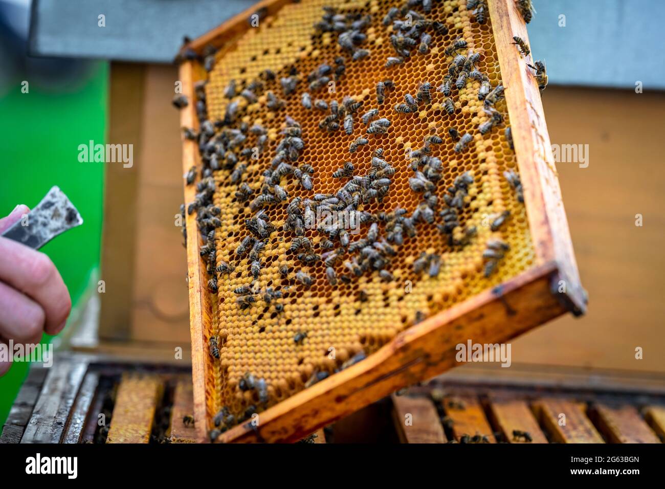 wax frame in bee hive, honey production Stock Photo - Alamy