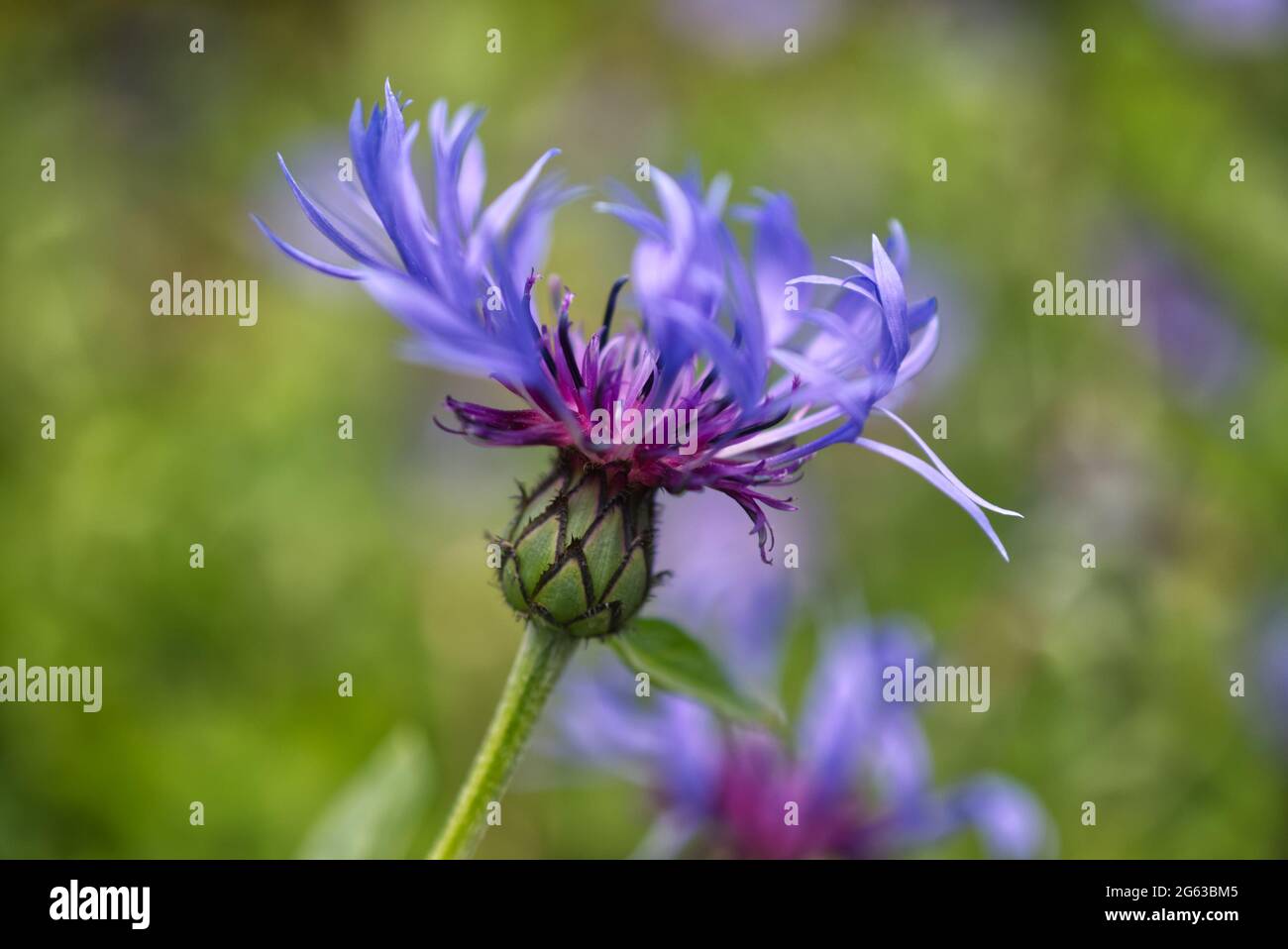 Centaurea cyanus ornamental hi-res stock photography and images - Alamy