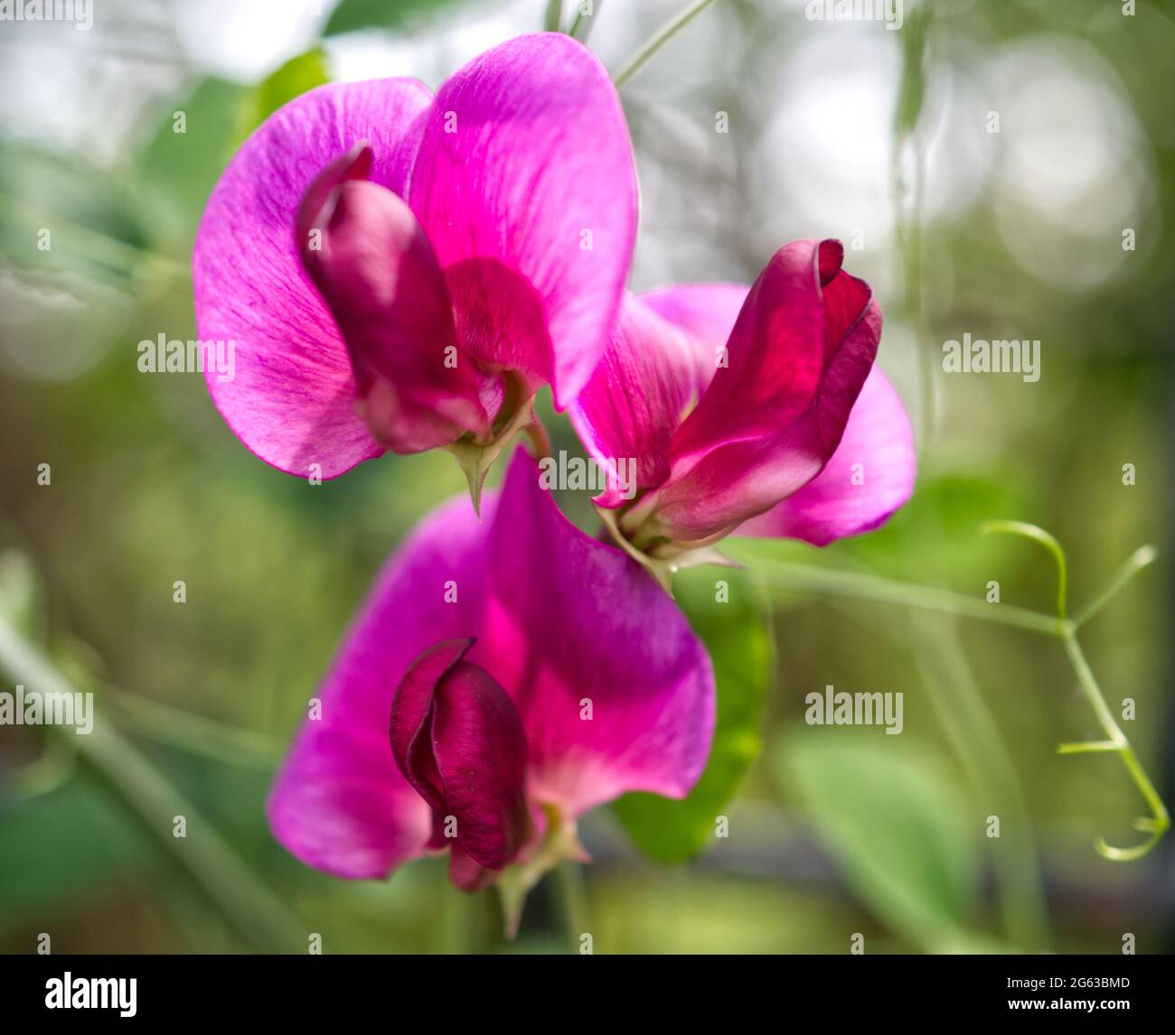 Red sweet pea hi-res stock photography and images - Alamy