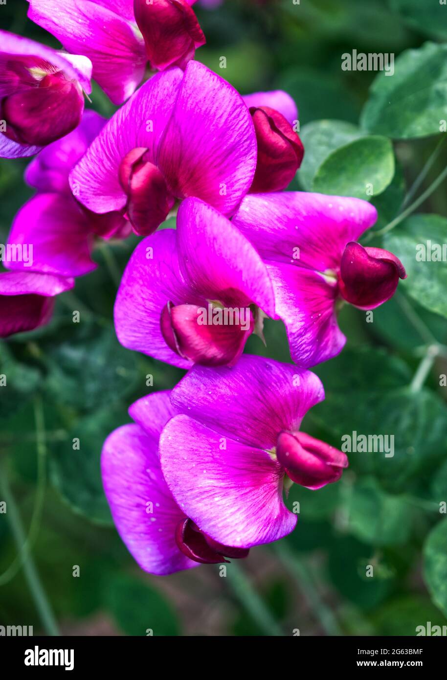 Red sweet pea hi-res stock photography and images - Alamy