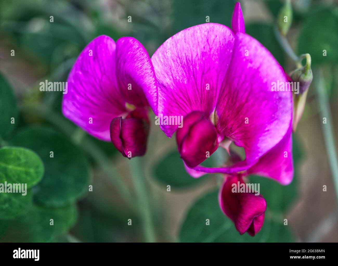 Sweet Pea Flower Stock Photo - Alamy