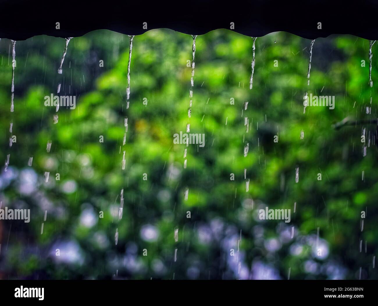 Raining outside with green background. Raining on a soil house rooftop ...