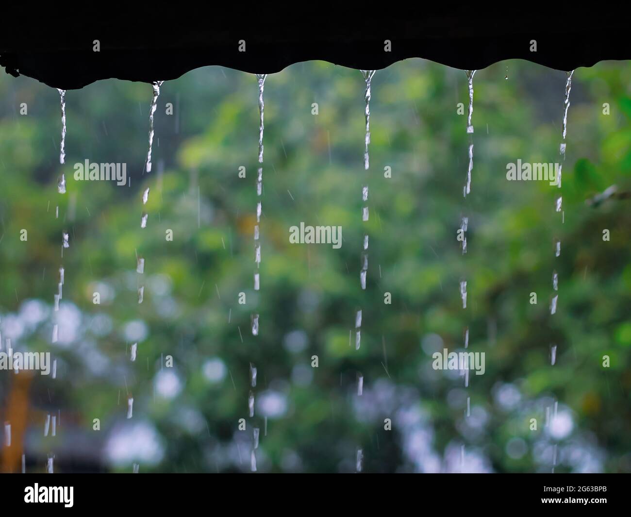 Raining outside with green background. Raining on a soil house rooftop ...