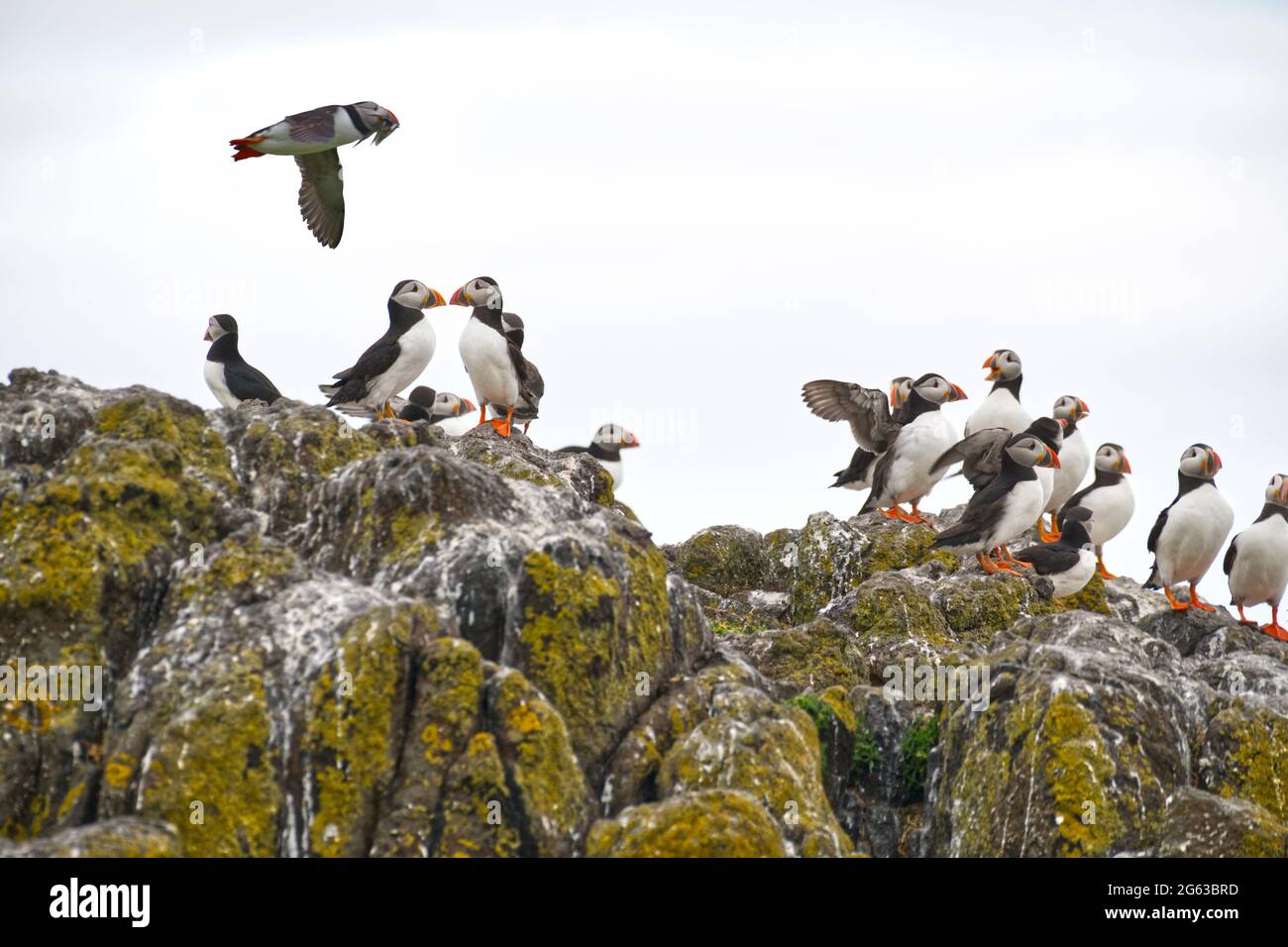 Many puffins in shot hi-res stock photography and images - Alamy