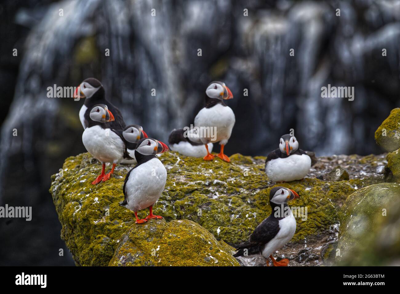 Many puffins in shot hi-res stock photography and images - Alamy