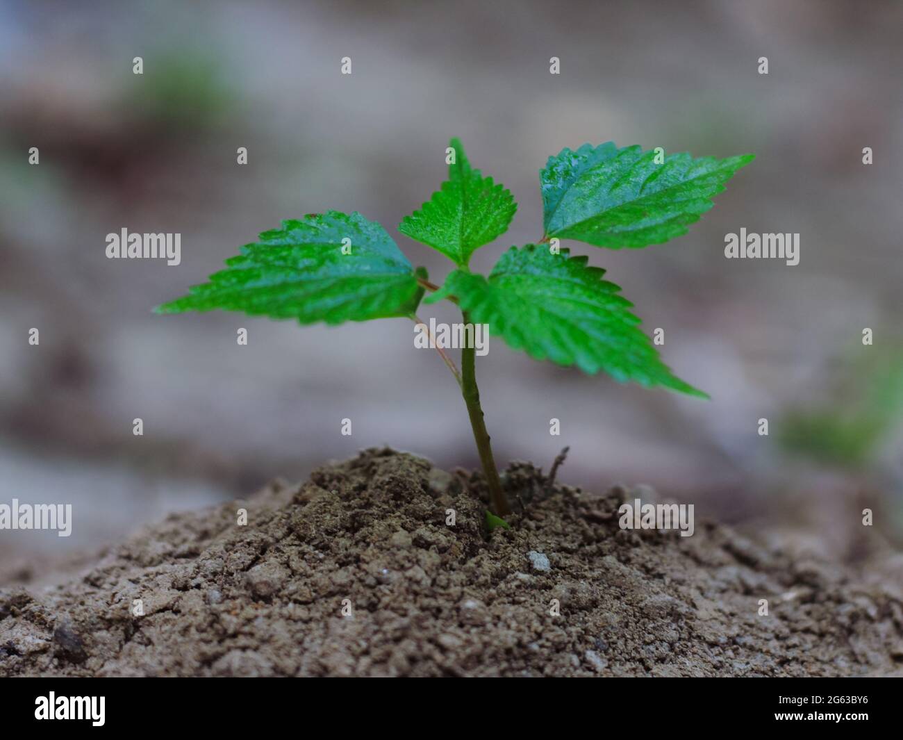 plant a tree in nature light and background Stock Photo - Alamy