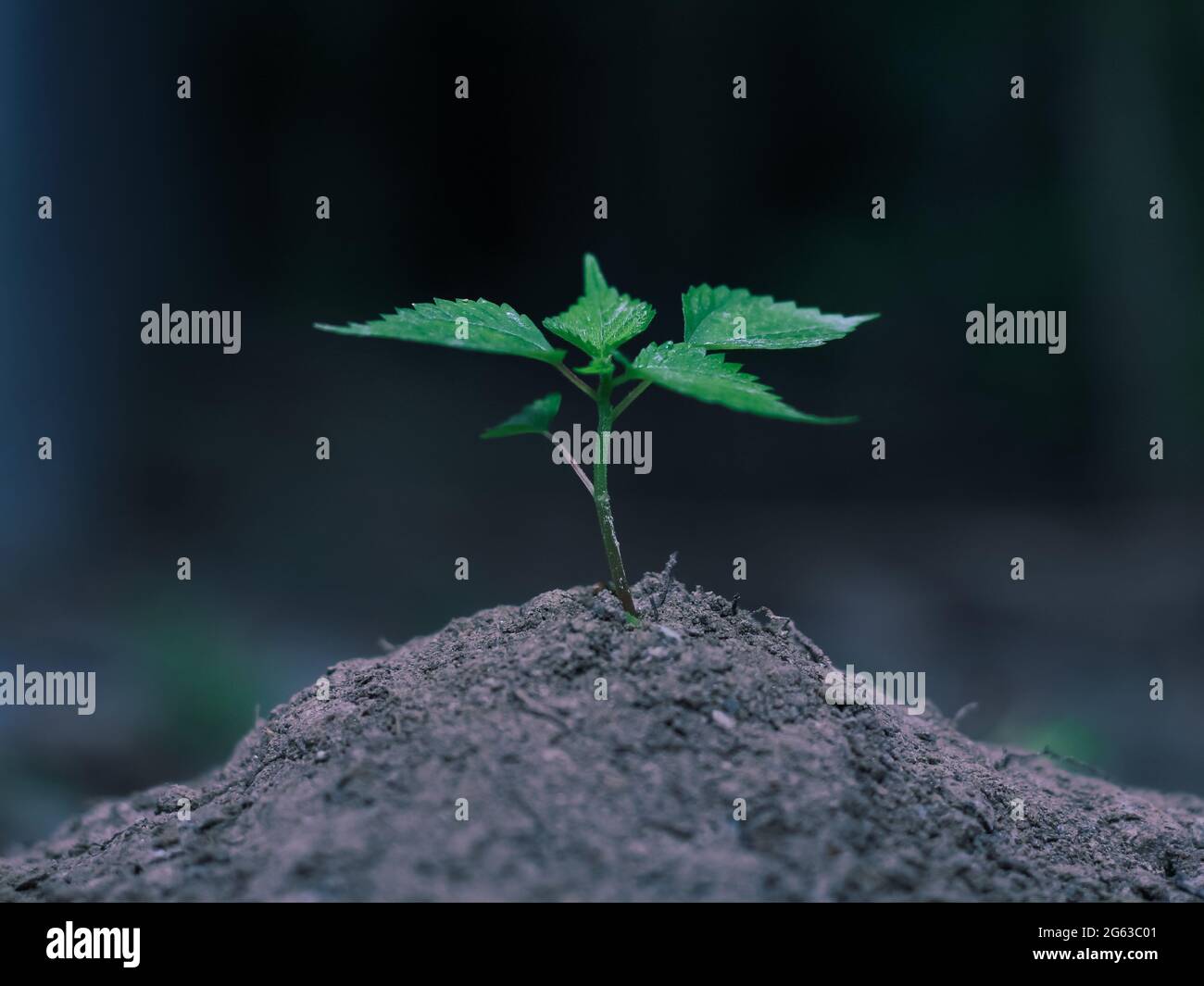 plant a tree in nature light and background Stock Photo - Alamy