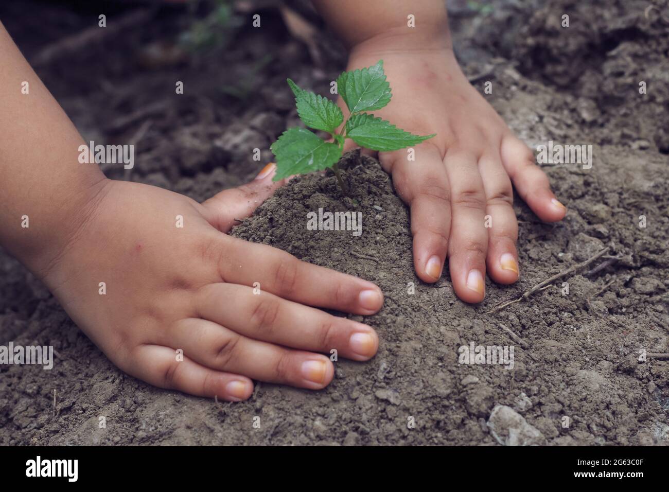 Planting a tree. Close-up on child planting the tree while working ...