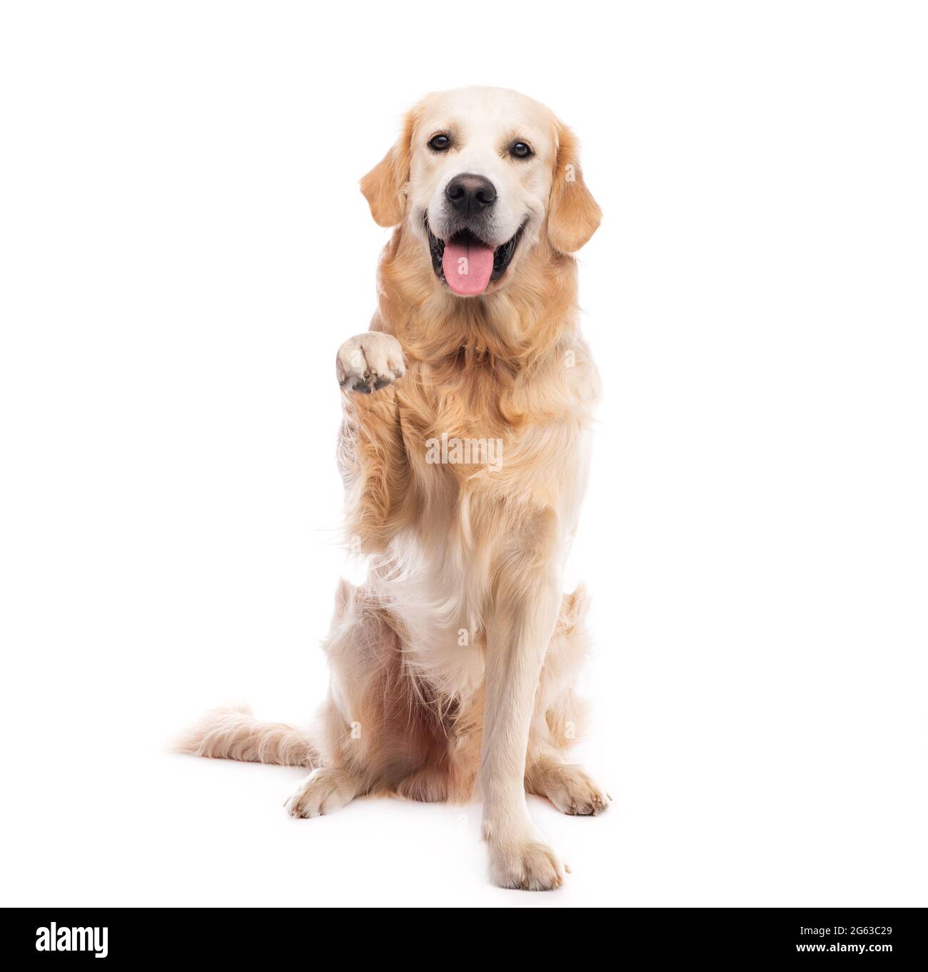 Golden retriever dog sitting straight giving paw Stock Photo - Alamy