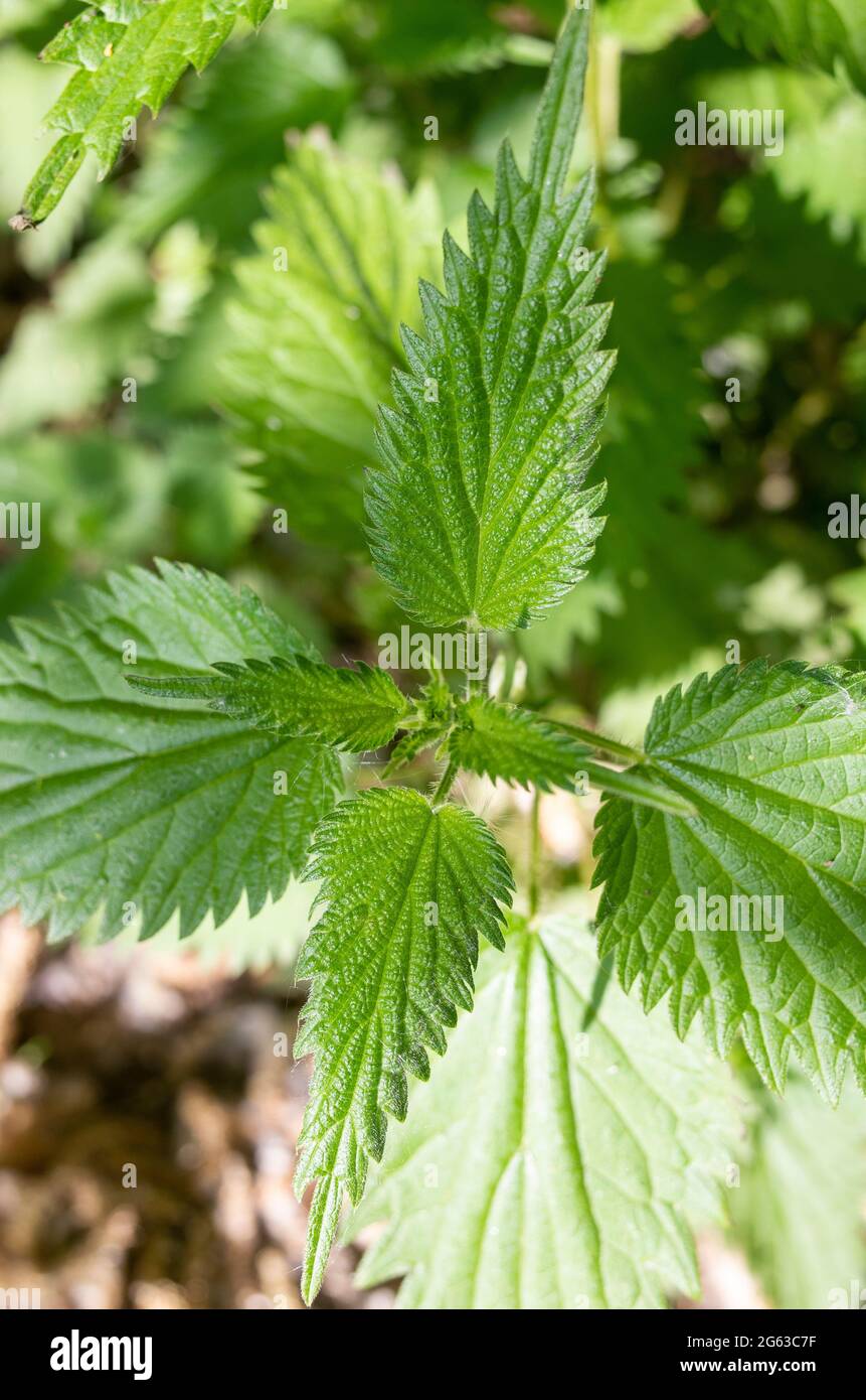 English stinging nettles in Kent England UK Stock Photo - Alamy