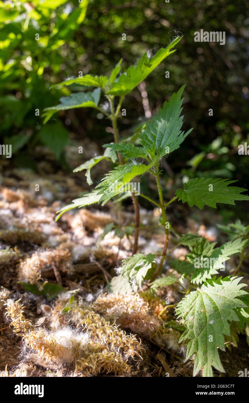 English stinging nettles in Kent England UK Stock Photo - Alamy