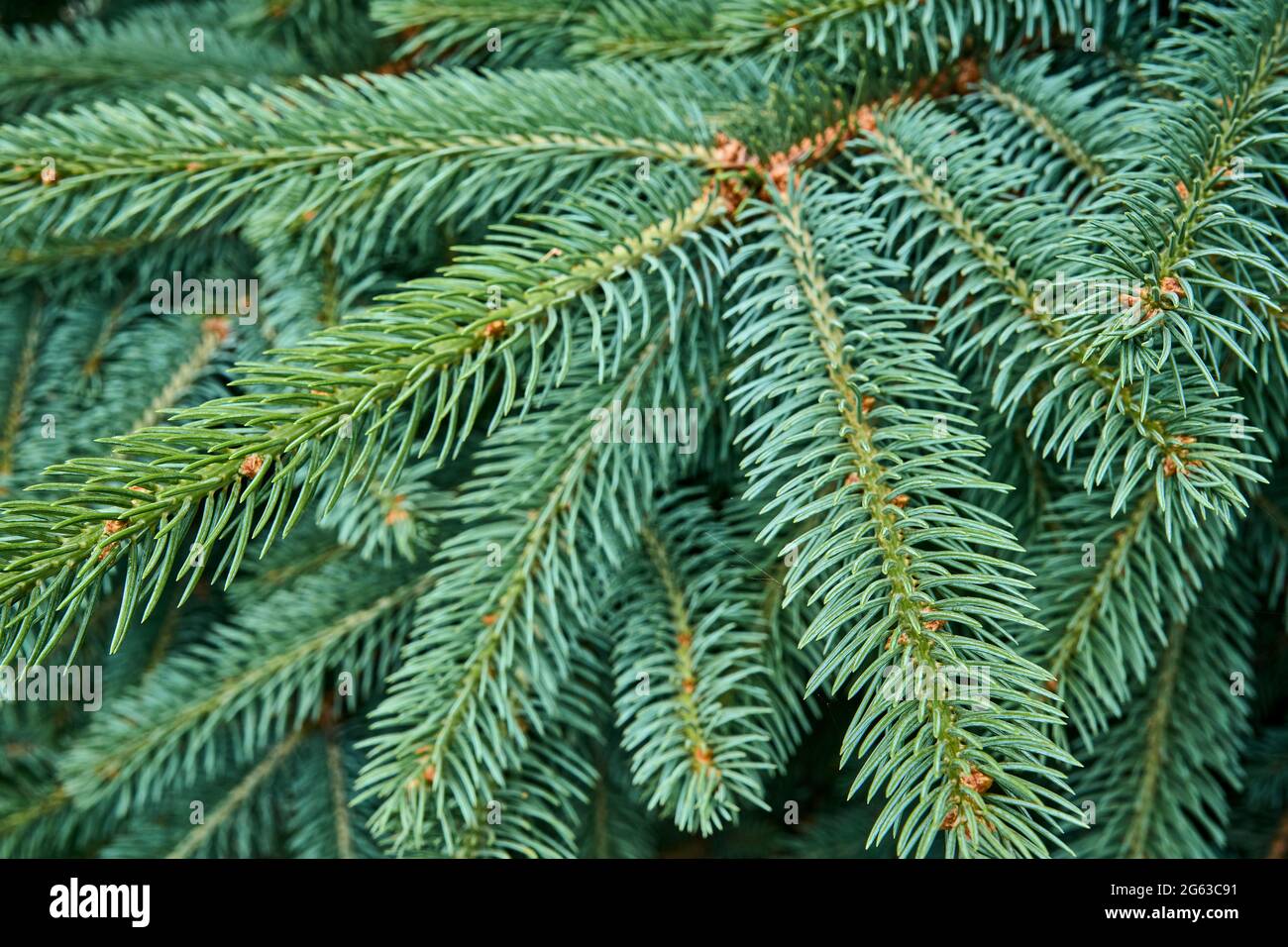 Close-up branches of blue spruce. Texture of coniferous trees as plant ...