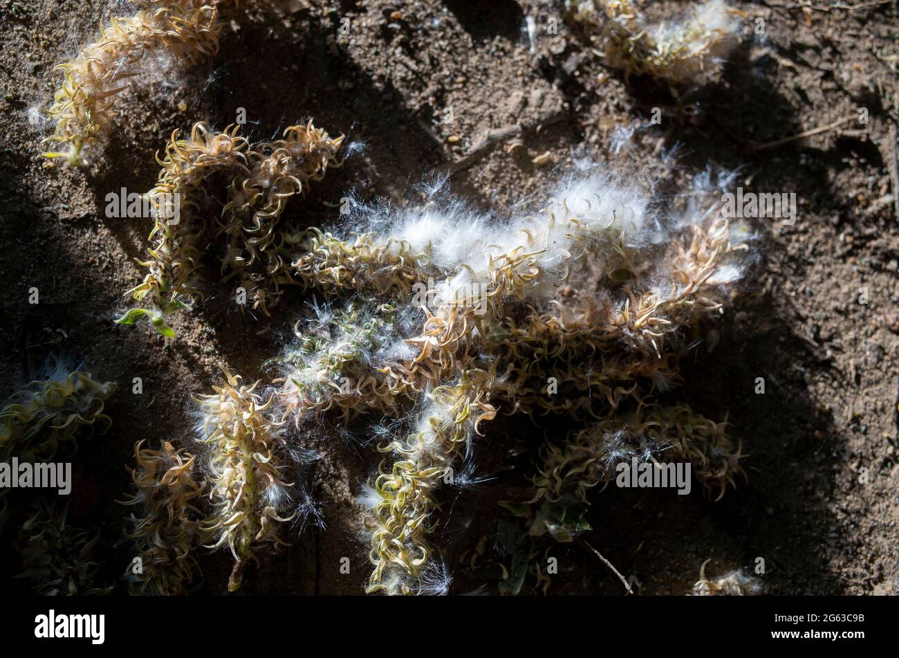 Willow tree seeds fallen and lying on the ground in Kent England UK ...