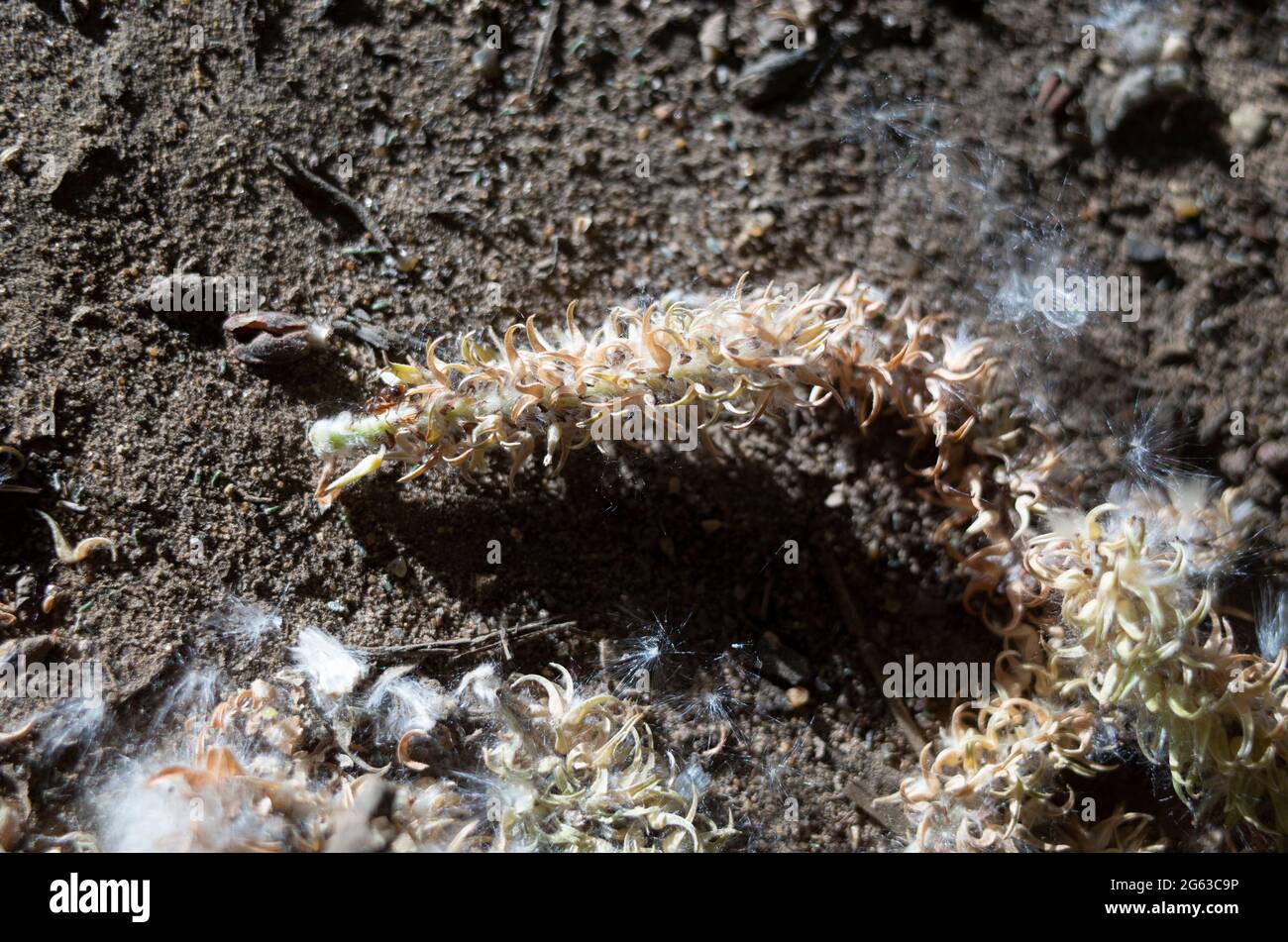 Willow tree seeds fallen and lying on the ground in Kent England UK ...
