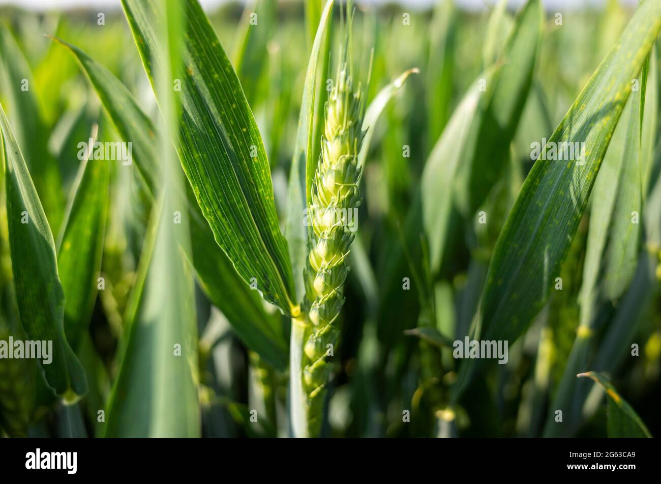 Fields of young unripened wheat near Canterbury in Kent England Stock ...