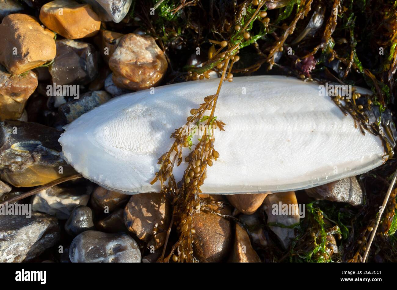 Cuttlefish uk hi-res stock photography and images - Alamy